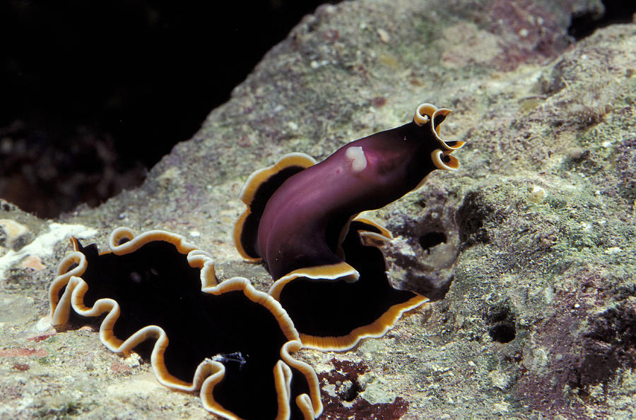 Flatworm Copulation Photograph by Newman & Flowers - Fine Art America