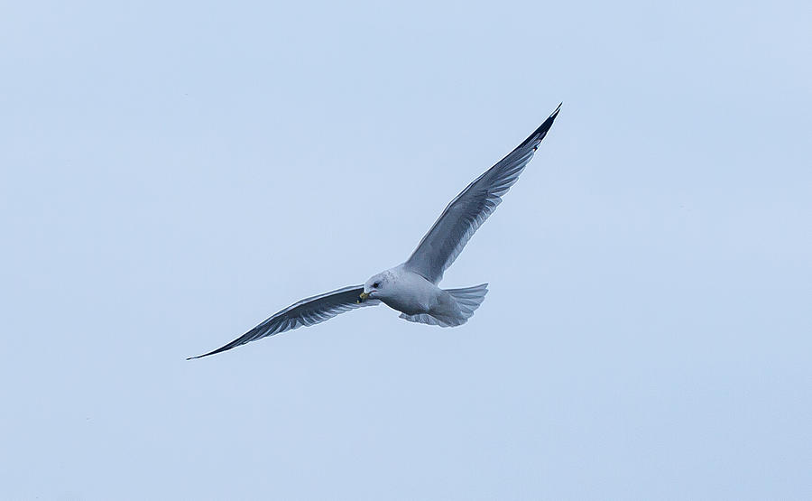 Flaying Photograph by Alvaro Ramirez - Fine Art America