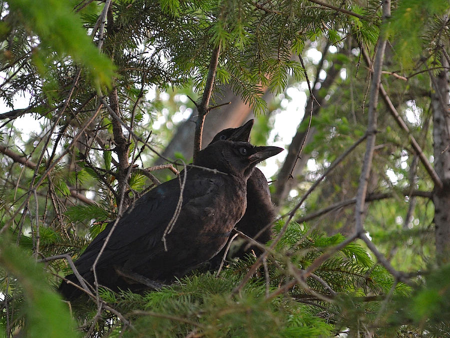 Fledgling Crows Photograph by Jodi Pflepsen - Pixels
