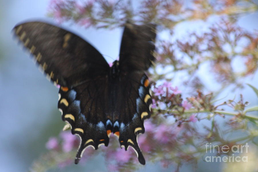 Fleeting Moments Photograph By Christina Gupfinger Fine Art America