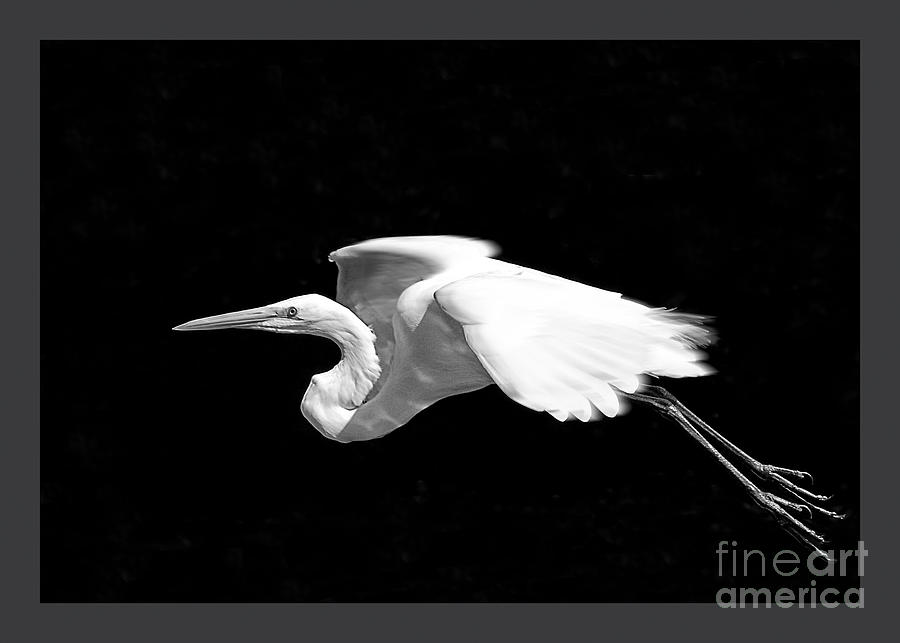 Flight Photograph by Bruce Bain - Fine Art America
