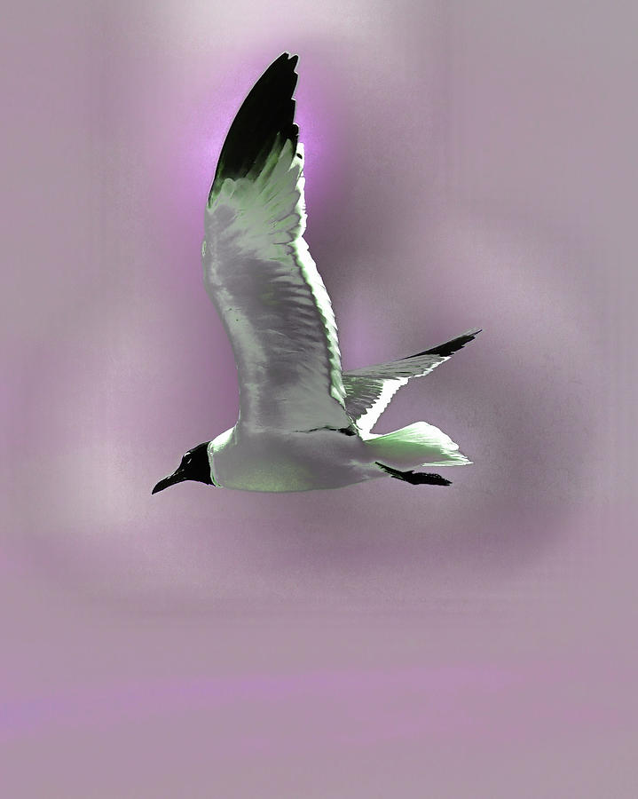 Flight Photograph by John Kalinowski - Fine Art America