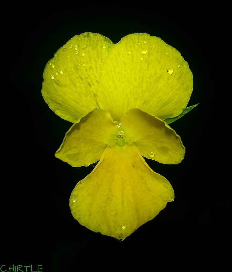 Float Photograph by Christine Hirtle - Fine Art America