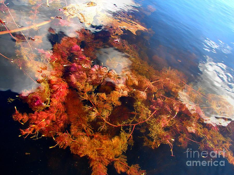 Floating algae Photograph by Sylvie Bouchard - Fine Art America