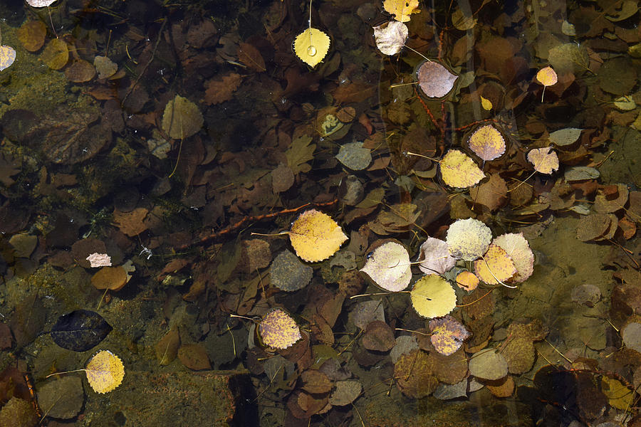 Floating Fall Photograph by Jodi Pflepsen - Fine Art America