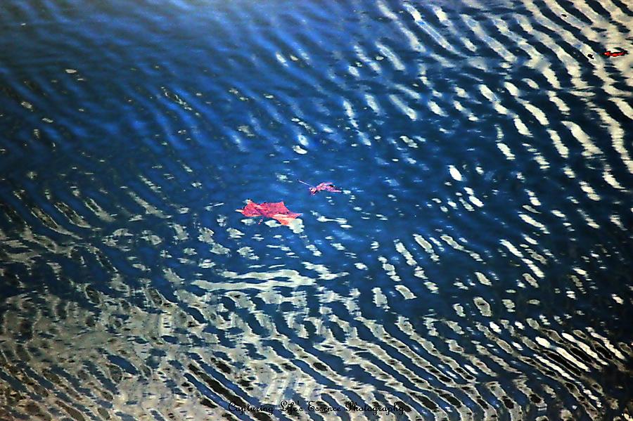 Floating Fall Leaf Photograph by Karen Blankenship | Pixels
