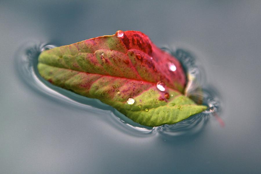 Floating Leaf Photograph by Sophal Benefield