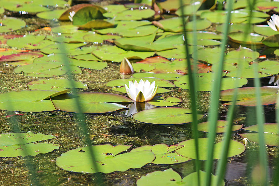 Floating Lotus Photograph by Amanda Legris - Pixels