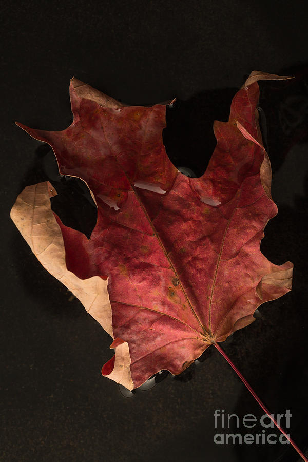 Floating Maple Leaf Photograph by Edward Fielding - Pixels