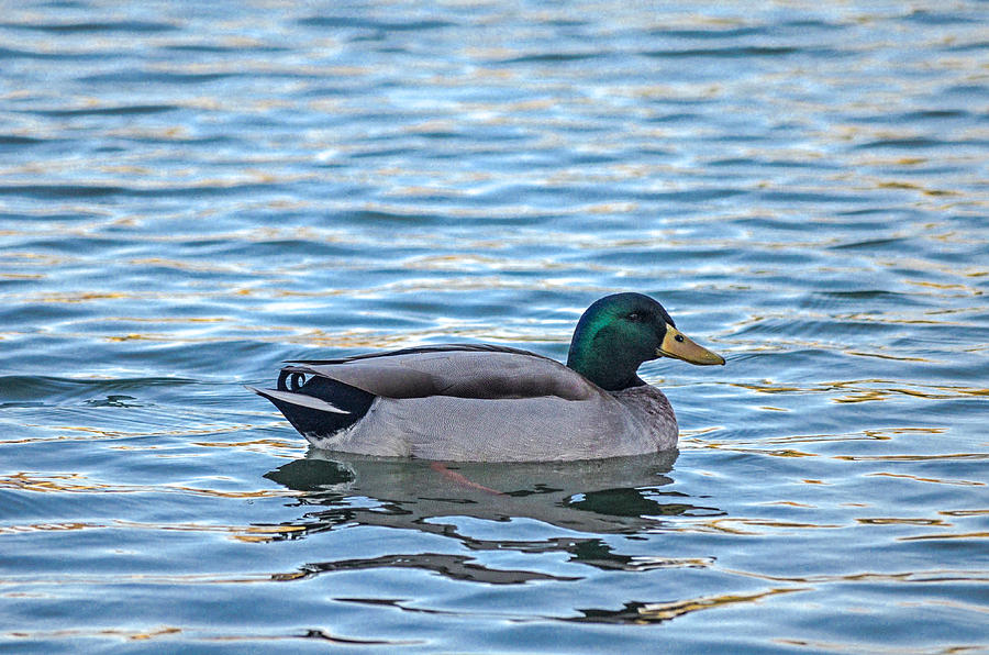 Floating Photograph by Rick Martin - Fine Art America