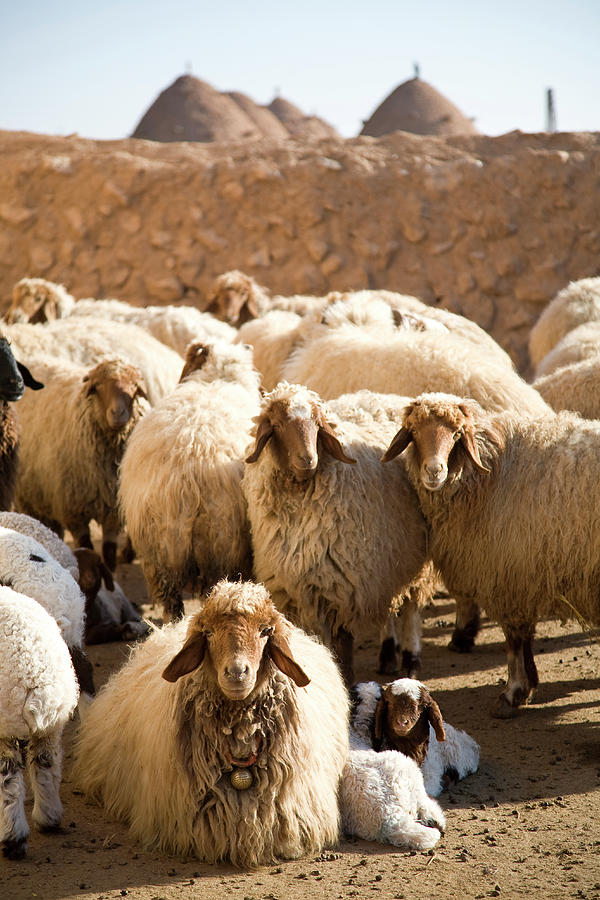 Flock Of Sheep In Sarouj, Syria Photograph by Christopher Herwig - Fine ...
