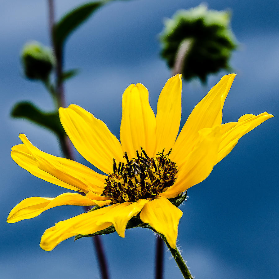 Flor de Sol Photograph by Greg Schuster - Fine Art America