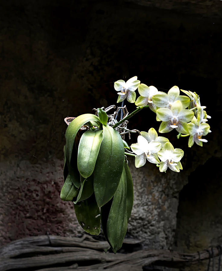 Flora Photograph by Robert Redling | Fine Art America