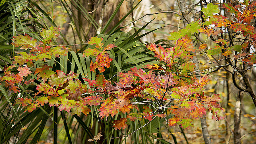 Florida Fall Photograph by Stuart Wilson