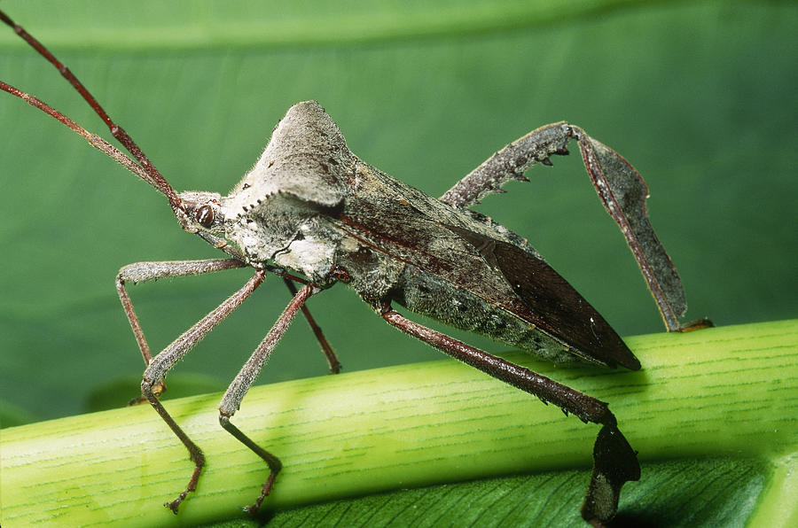 Florida Leaf-footed Bug Photograph by Millard H. Sharp - Pixels