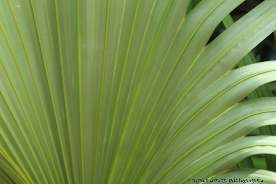 Florida Palms Photograph by Nance Larson - Pixels