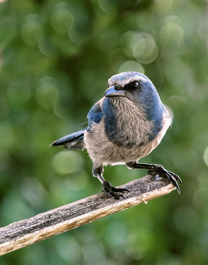 Florida Scrub Jay Photograph by Dawn Currie