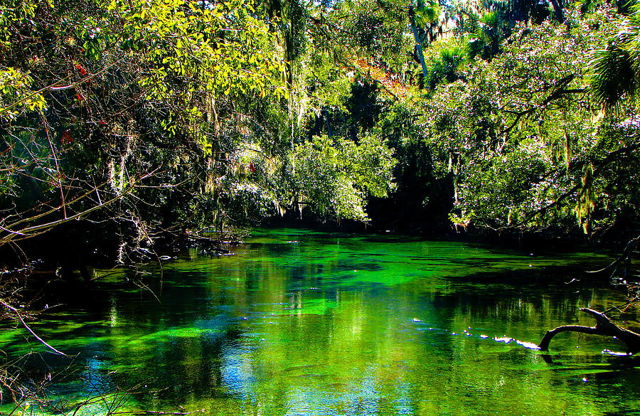 Florida Swamp Photograph by Jp Grace - Fine Art America