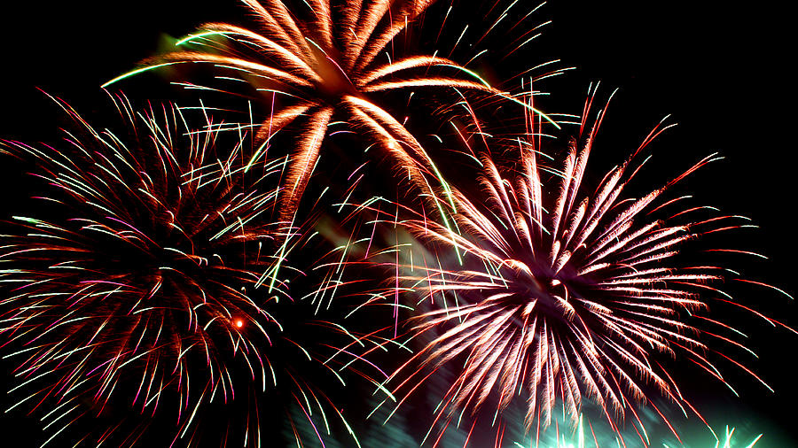 Flower Patch Photograph by Lester Phipps - Fine Art America