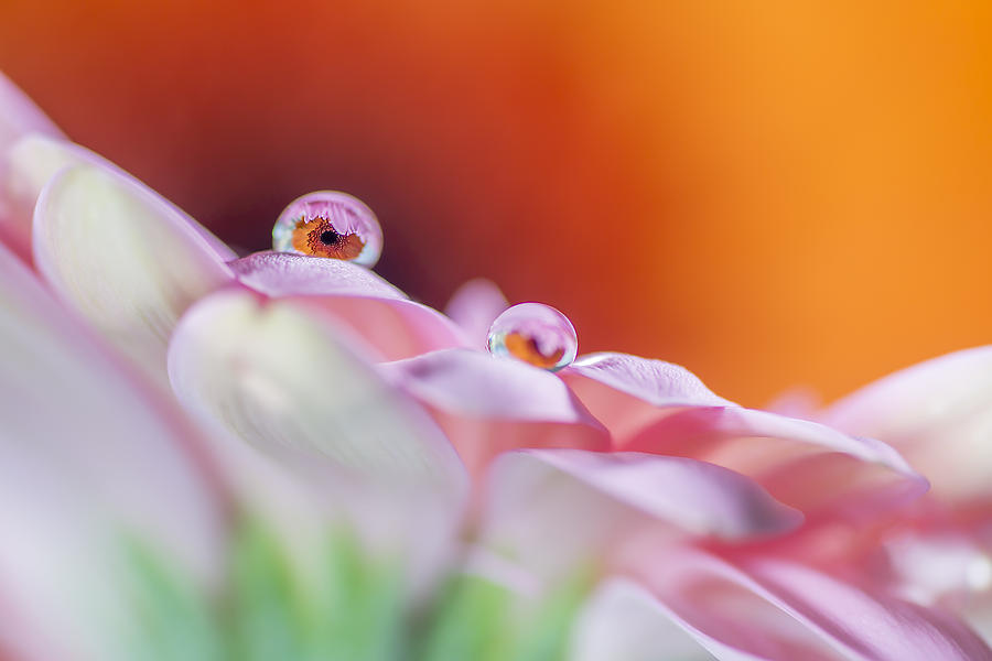 Flower reflection Photograph by Paulo Mendonca - Fine Art America