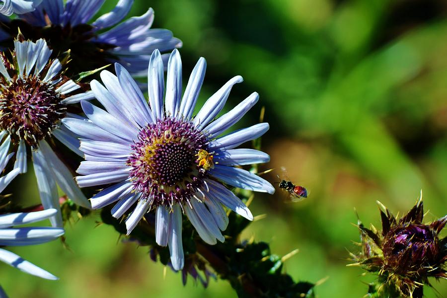 Flower with insects Photograph by Werner Lehmann | Fine Art America