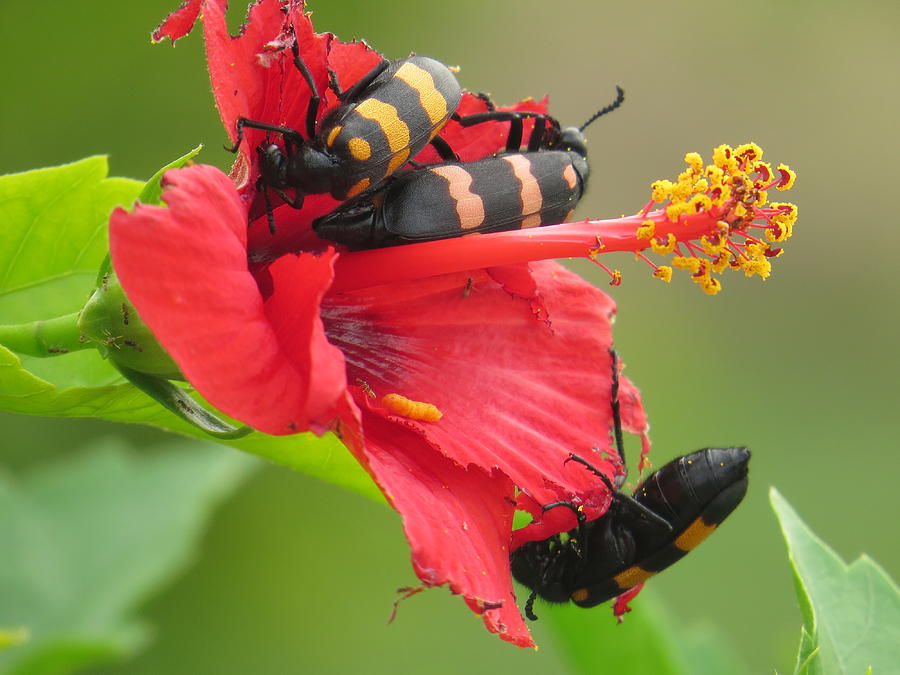 Flowering bug Photograph by Abhishek mishra