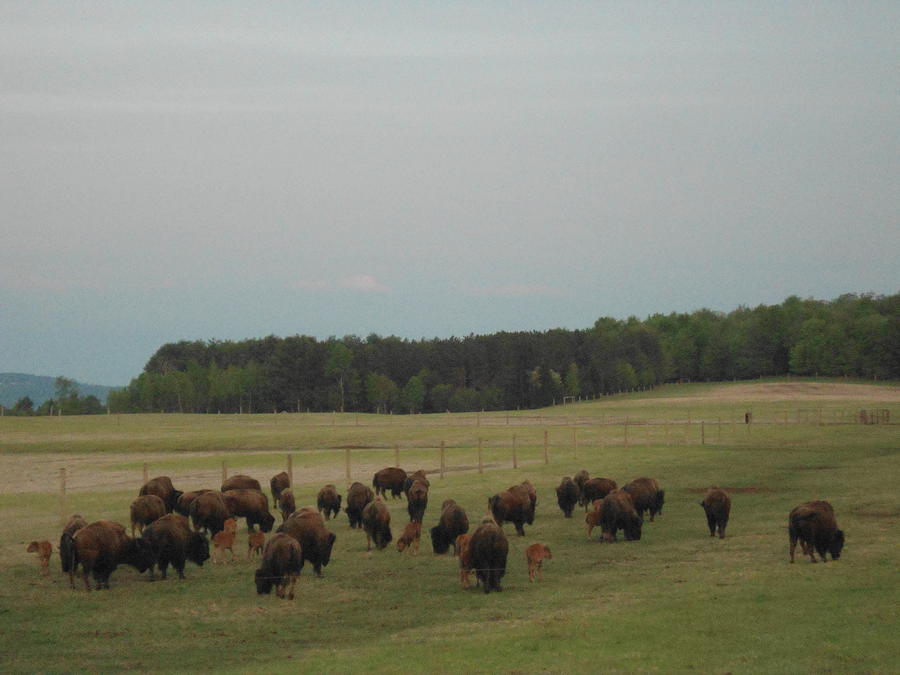 Fluffalo Photograph by Loretta Ransom - Pixels