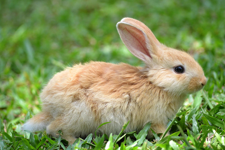Fluffy Bunny Photograph by Migara Luvis - Fine Art America
