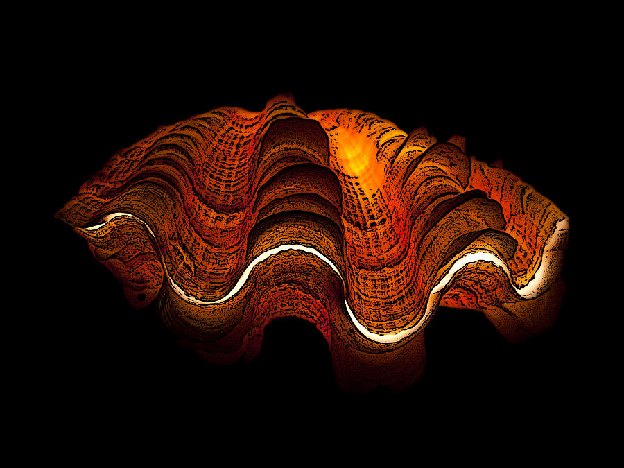 Fluted Clam Shell Photograph by Dan Sabin - Fine Art America