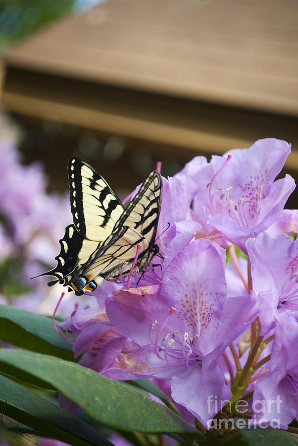 Flutter 2 Photograph by L W - Fine Art America