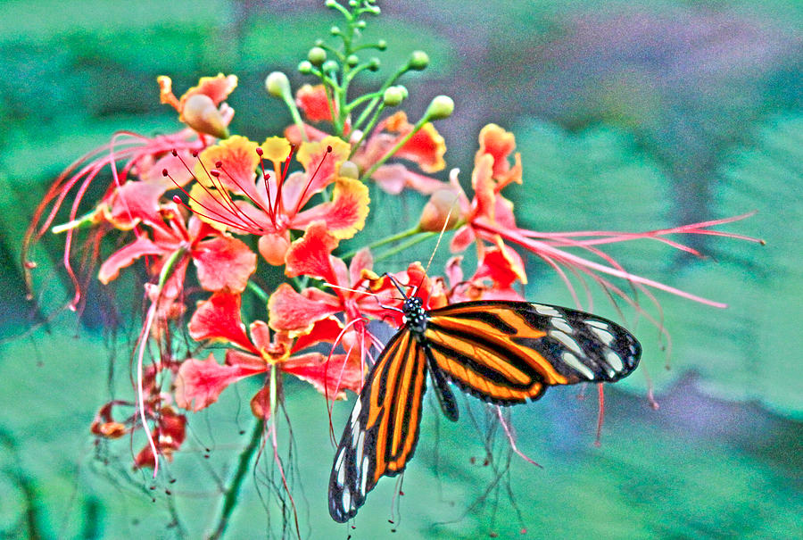 Flutter by Photograph by Michael Petrick - Fine Art America