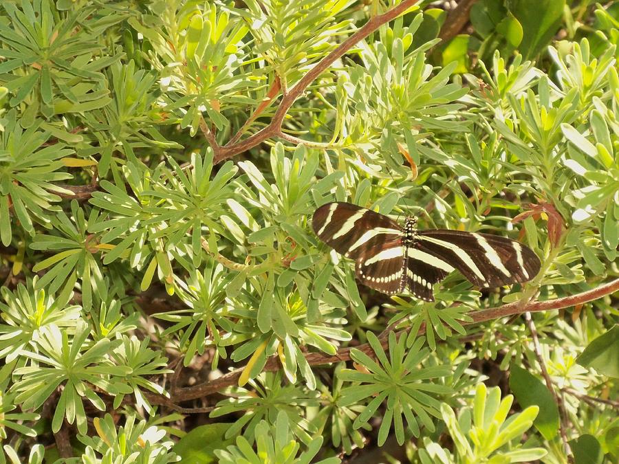 Flutter Bye Photograph by Tom Welsch - Fine Art America