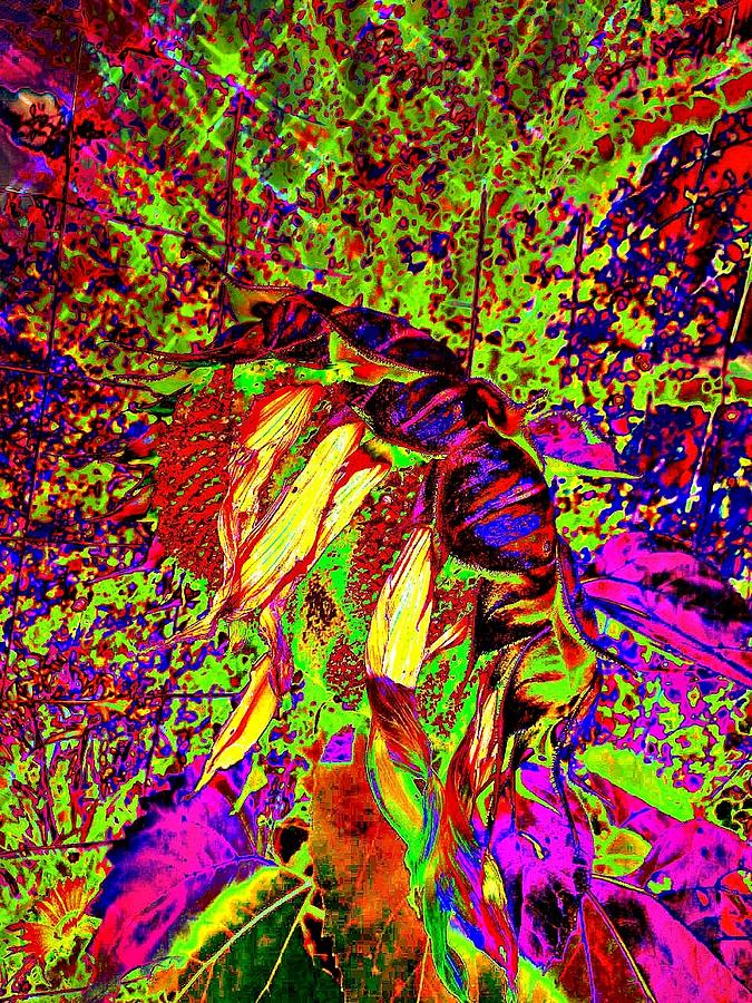 Flutter Photograph by Meiers Daniel - Fine Art America