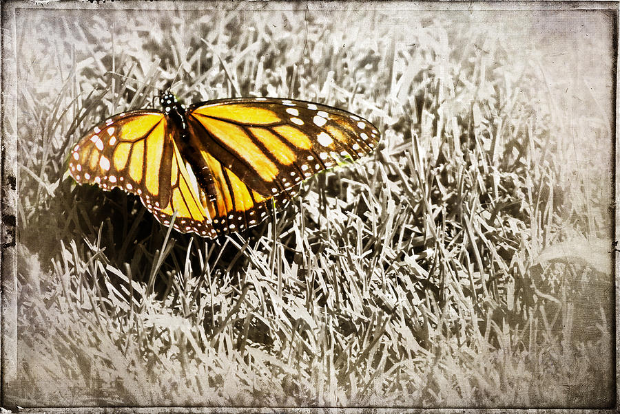 Flutterby Photograph by Annette Persinger - Fine Art America