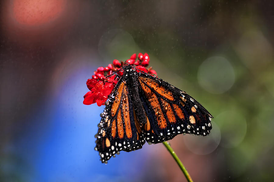 Flutterby Photograph by Tom Weisbrook - Fine Art America