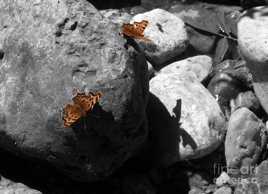 Flutterby's Photograph by Janice Westerberg - Pixels