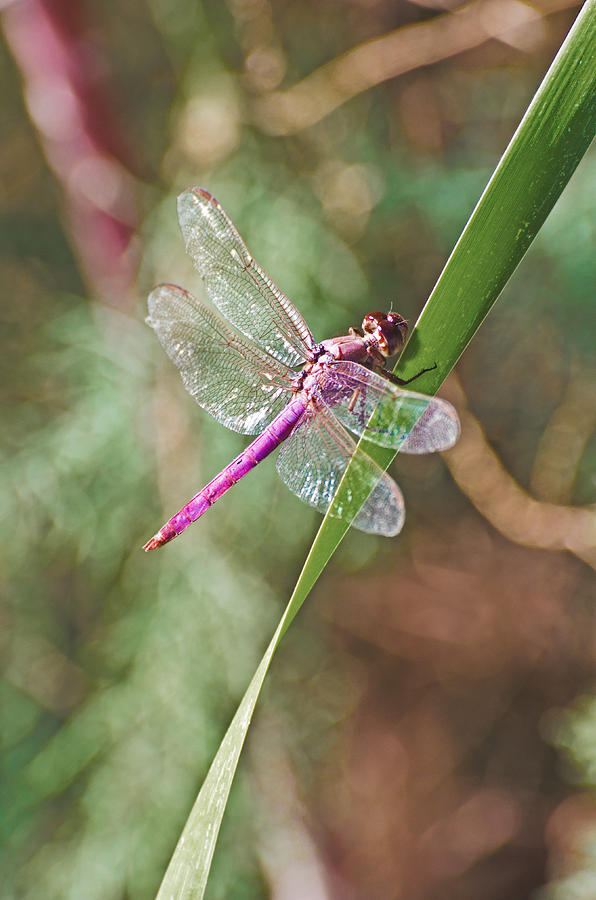 Fluttery Photograph by Jean Booth - Fine Art America
