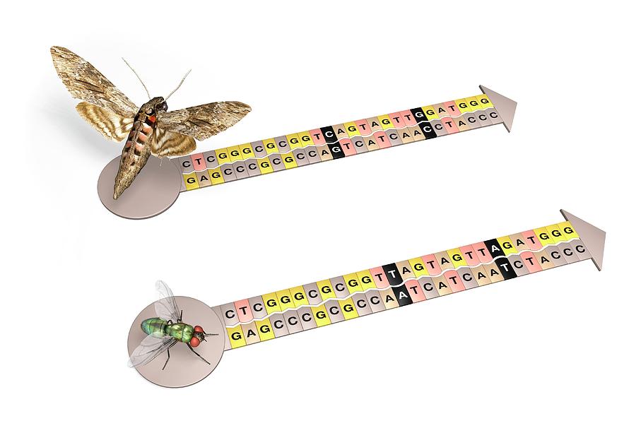 Fly And Moth Genetic Code by Science Photo Library