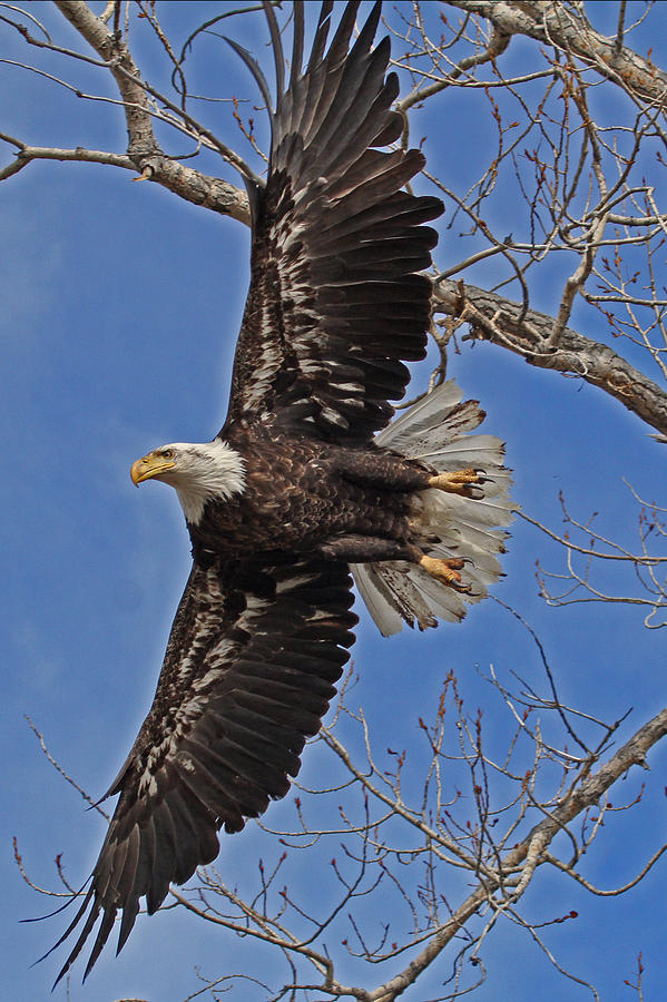 Fly Like an Eagle Photograph by Tom Peek - Pixels