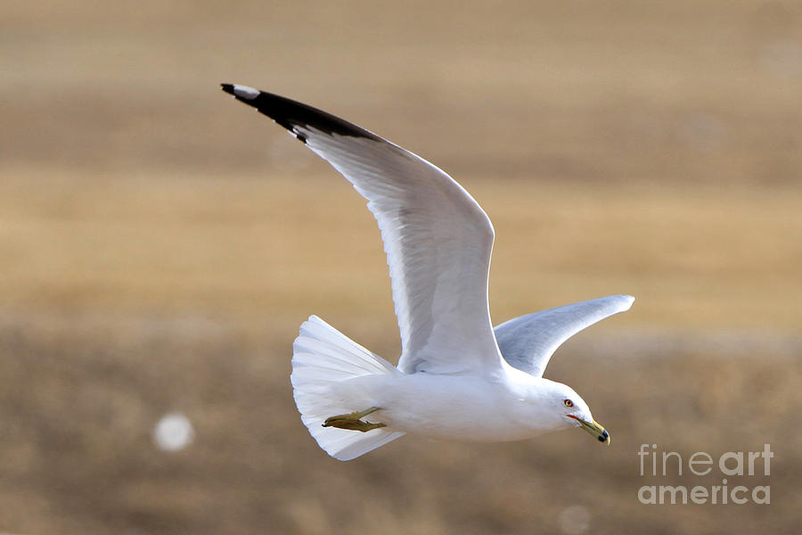 Flying Photograph by Ashley M Conger - Fine Art America