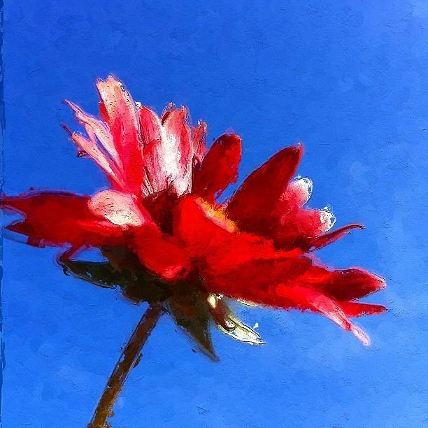 Flying Aster Painting by Lyn Pacific - Pixels
