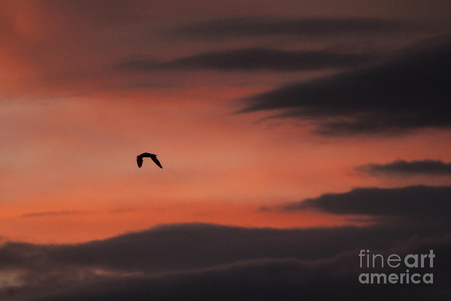 Flying bird Photograph by Lucas Guardincerri - Fine Art America