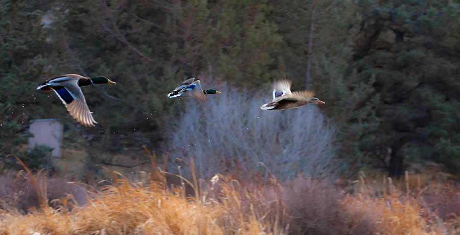 Flying Photograph by Bryan Guest - Fine Art America
