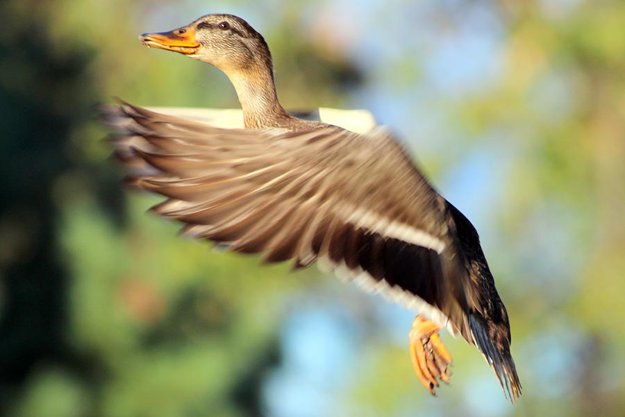 Flying Duck Photograph by Arun Dev | Fine Art America