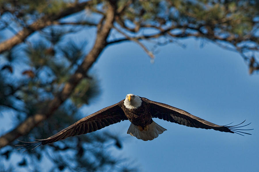 Flying Eagle Photograph by Jens Lambert - Fine Art America
