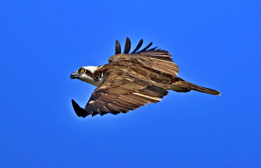 Flying Fish Hawk Photograph by Donald Cramer - Fine Art America