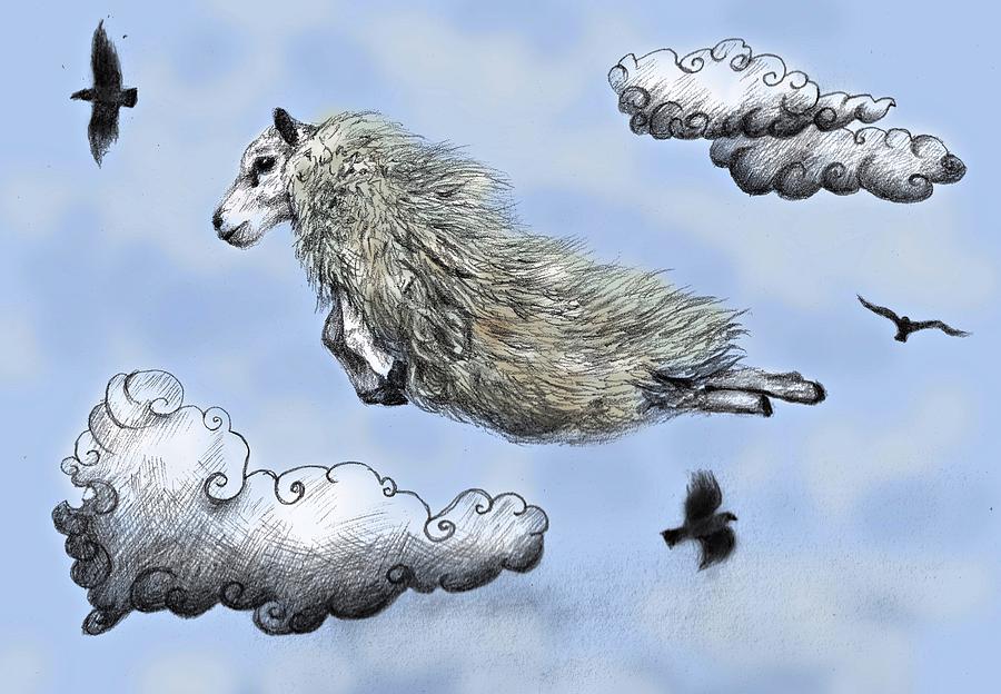 Flying sheep Photograph by Anna Shell - Fine Art America