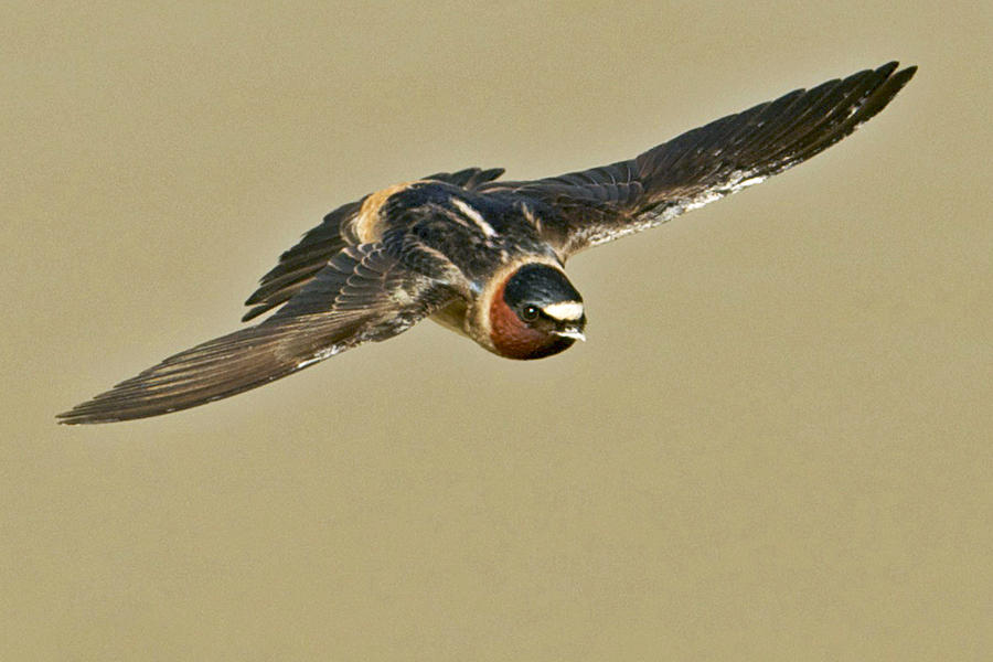 Flying solo Photograph by Eric Nelson - Fine Art America