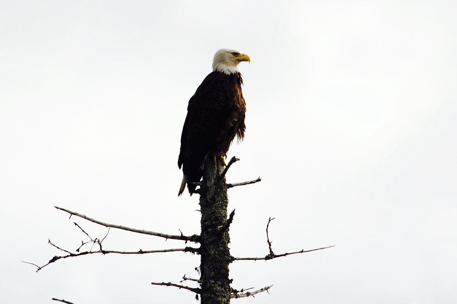 Focused Photograph by Ryan Belanger - Fine Art America