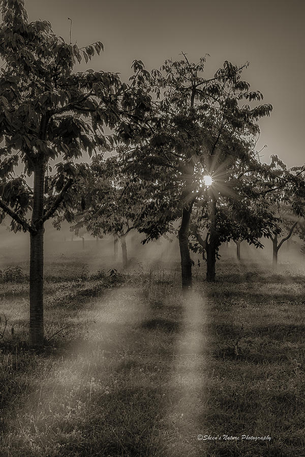 Fog And Shadow Photograph by Sheen Watkins